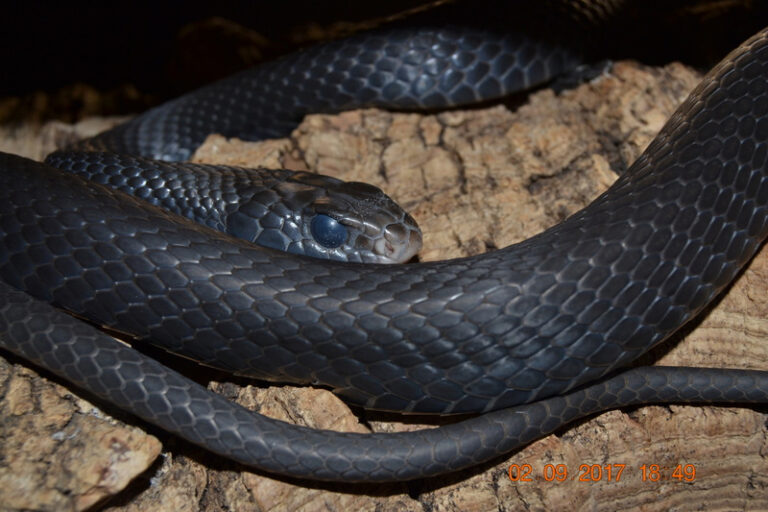 Coluber constrictor - Association Belge Francophone de Terrariophilie